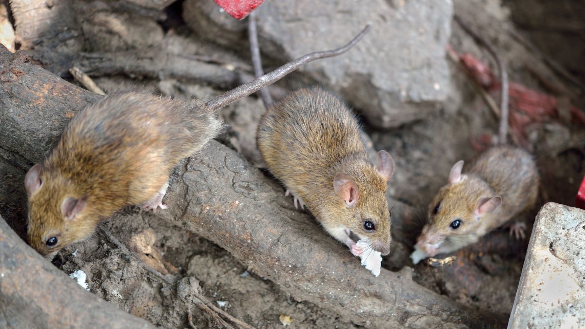 ネズミは1匹いたら何匹いる？家から追い出す方法も解説 | 害獣駆除ガイド